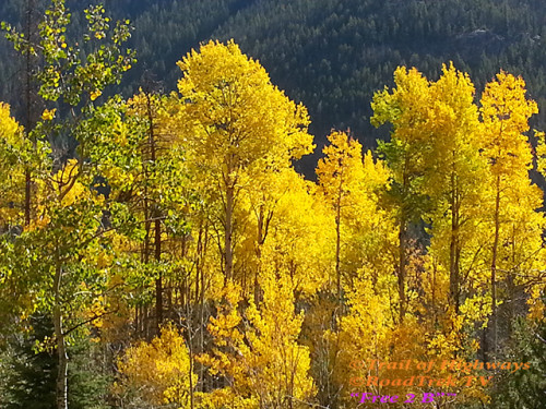 Golden Aspen's in the Fall, in Rocky Mountain National Park.